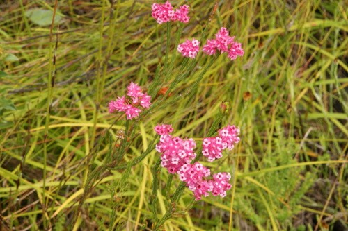 Erica bracteolaris - PictureThis