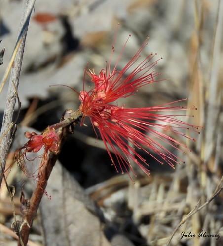 Calliandra - PictureThis