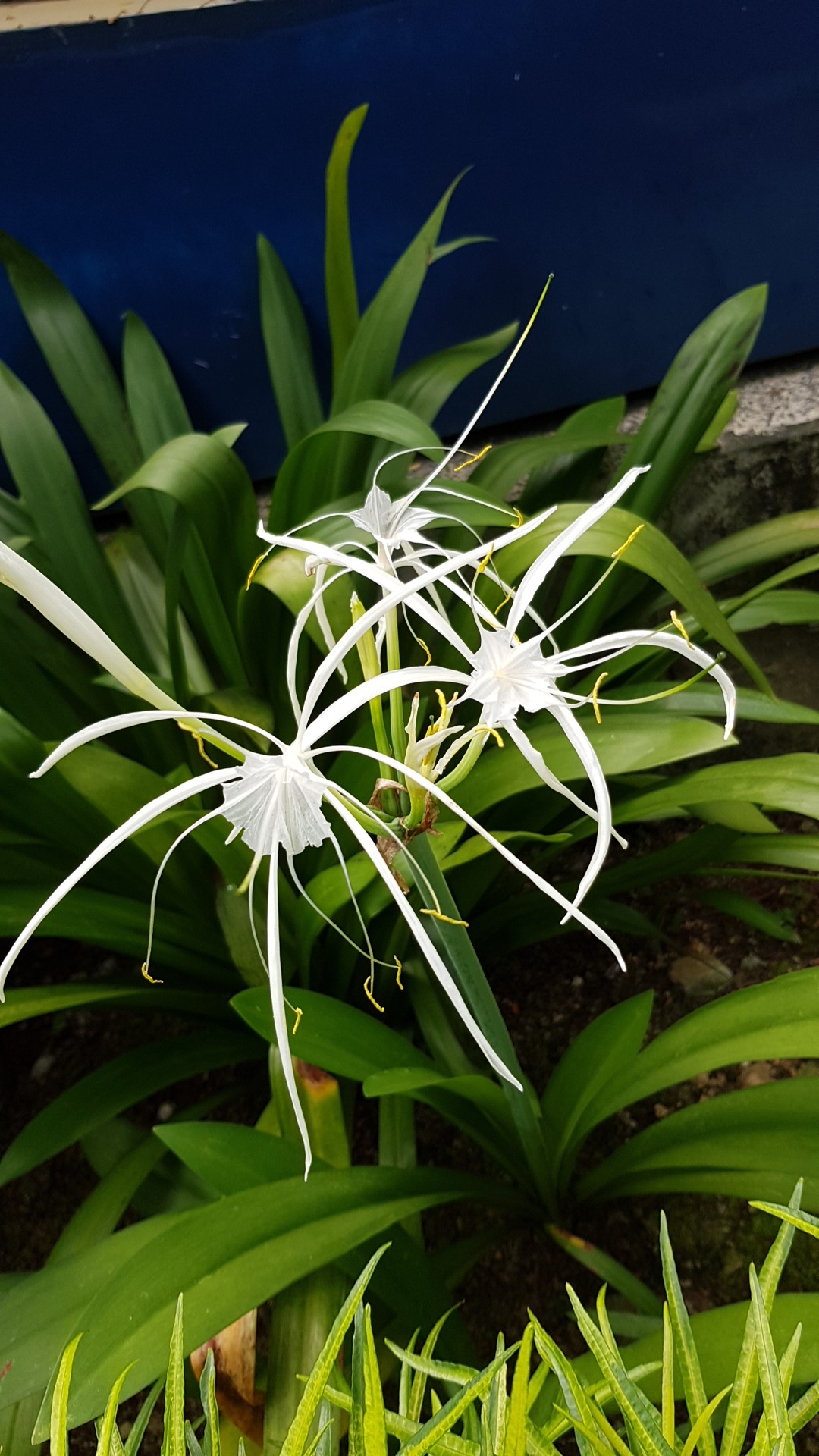 Hymenocallis speciosa - PictureThis