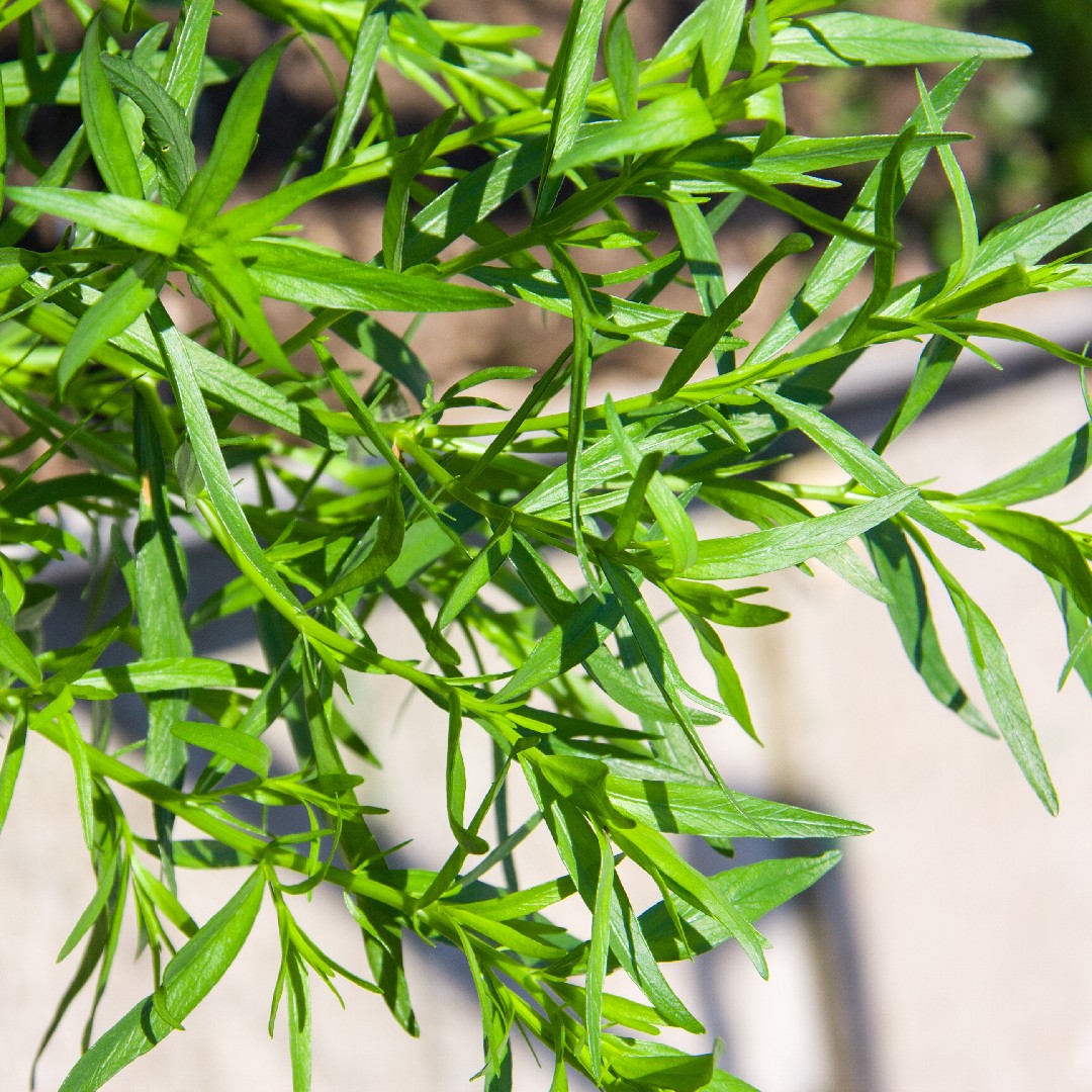 Bylica draganek (Artemisia dracunculus) - PictureThis