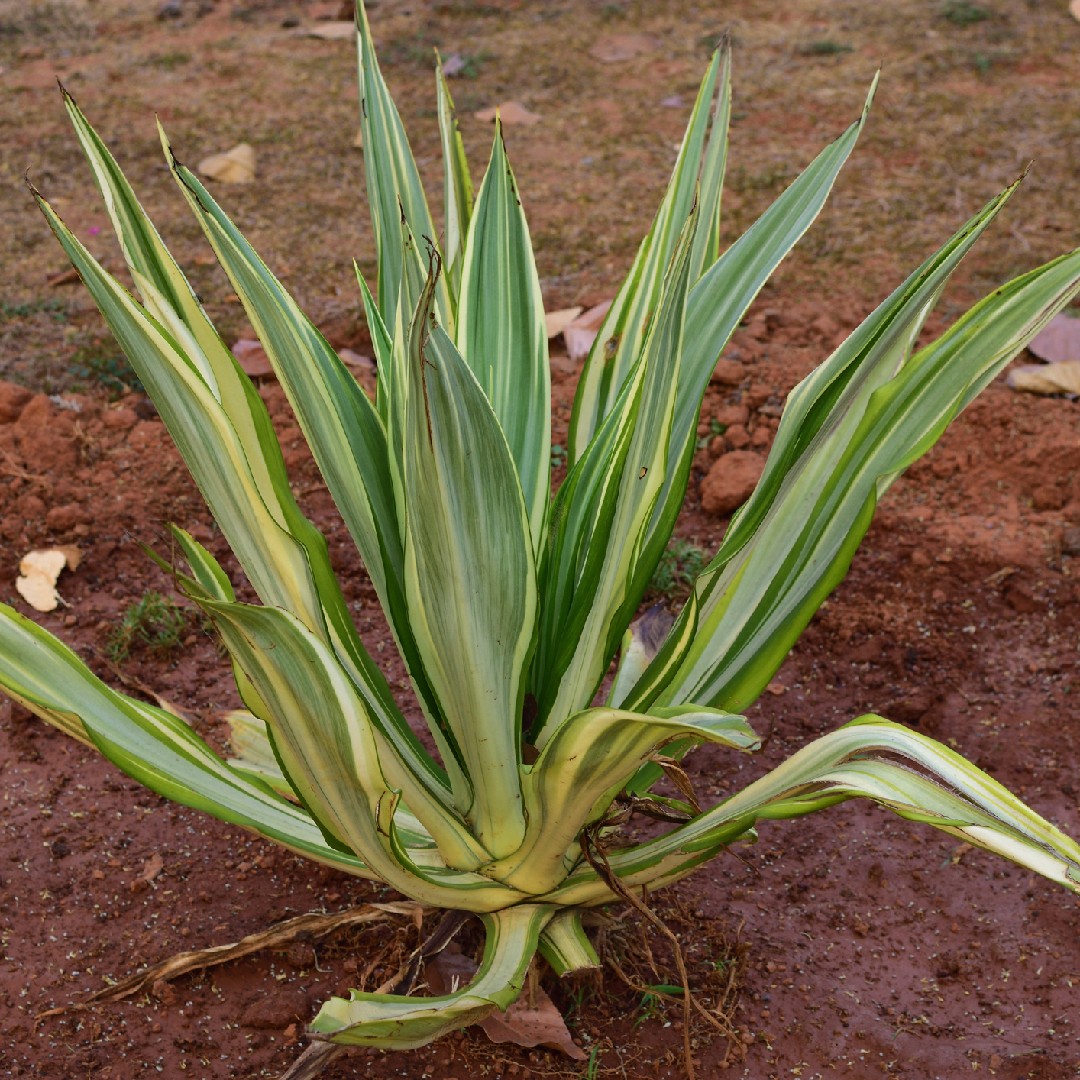 Giant Cabuya (Furcraea foetida) Flower, Leaf, Uses - PictureThis