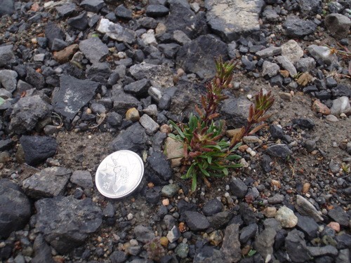 Braya longii - PictureThis