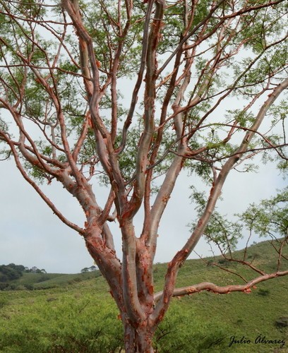 Papelillo (Bursera multijuga) - PictureThis