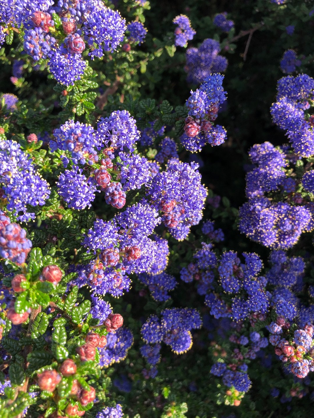 Ceanothus - PictureThis