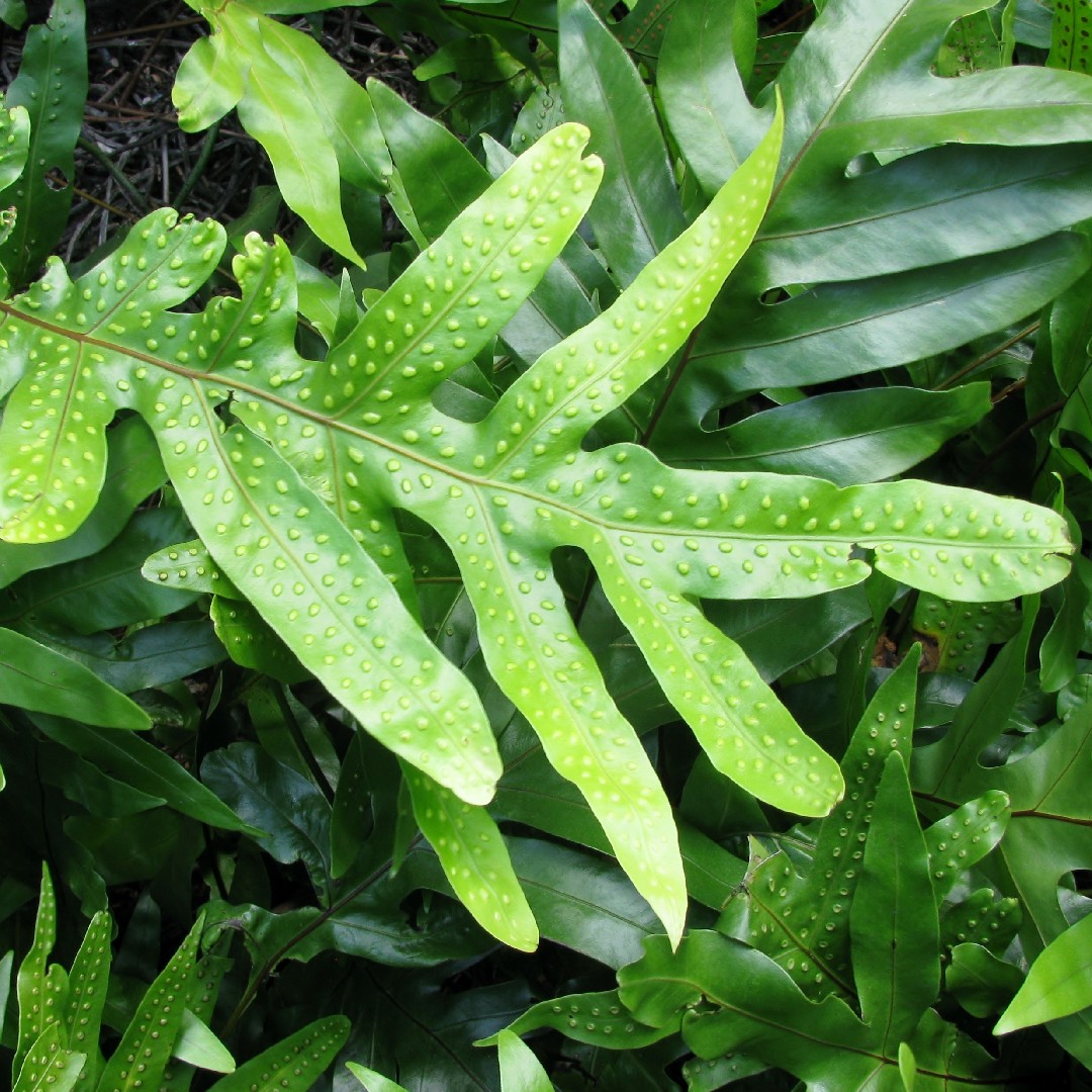 Phymatosorus scolopendria - PictureThis