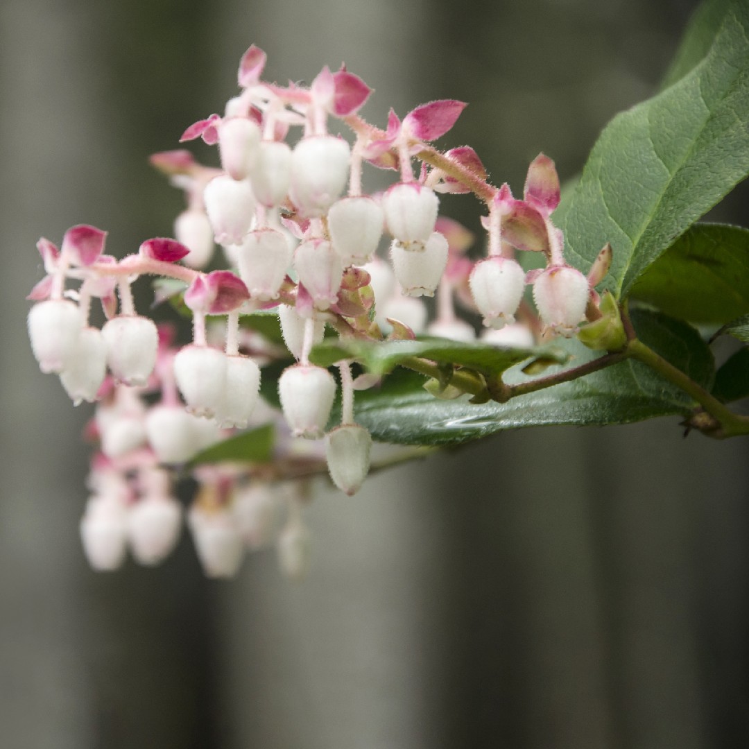 Golteria szalon (Gaultheria shallon) - PictureThis