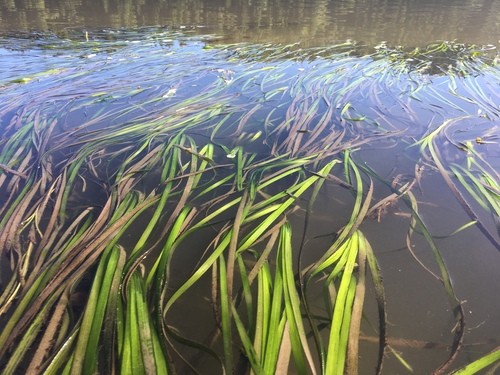 Seawrack (Zostera marina) Flower, Leaf, Care, Uses - PictureThis