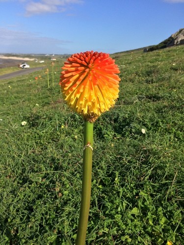 Kniphofia rooperi Flower, Leaf, Uses - PictureThis
