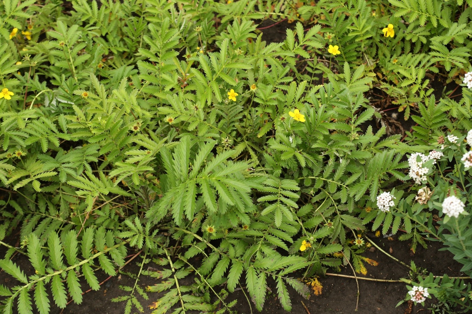 Botrypus virginianus subsp. virginianus - PictureThis