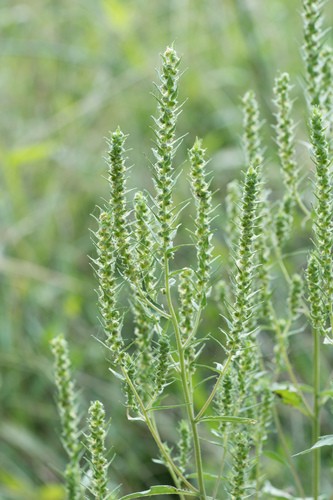 Iva annua - PictureThis