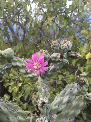 Cylindropuntia cholla (Cylindropuntia cholla) - PictureThis