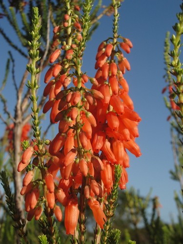 Erica mammosa - PictureThis