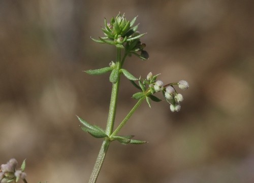 Pariser labkraut (Galium parisiense) - PictureThis