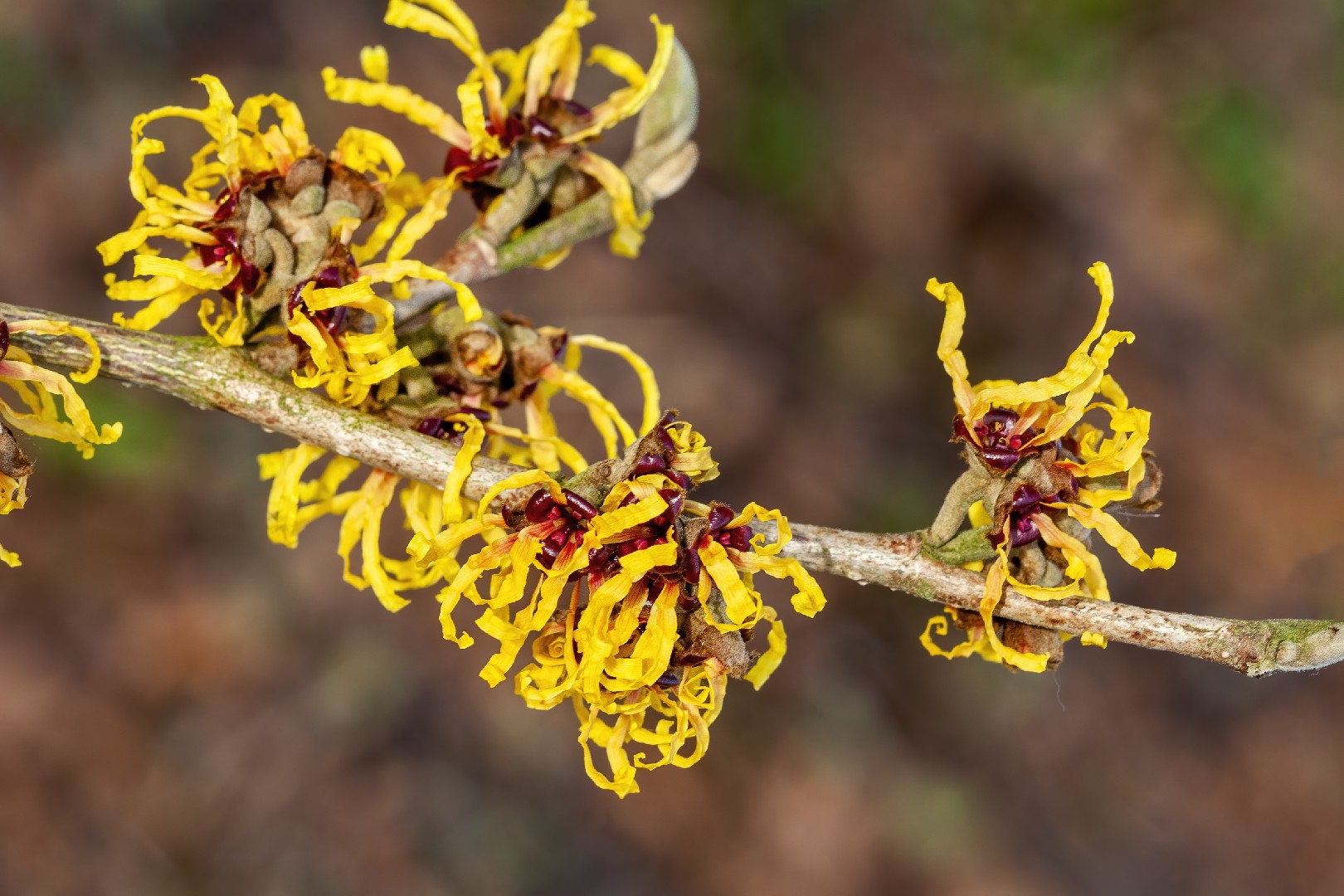 Hamamelis × intermedia 'Orange Beauty' - PictureThis