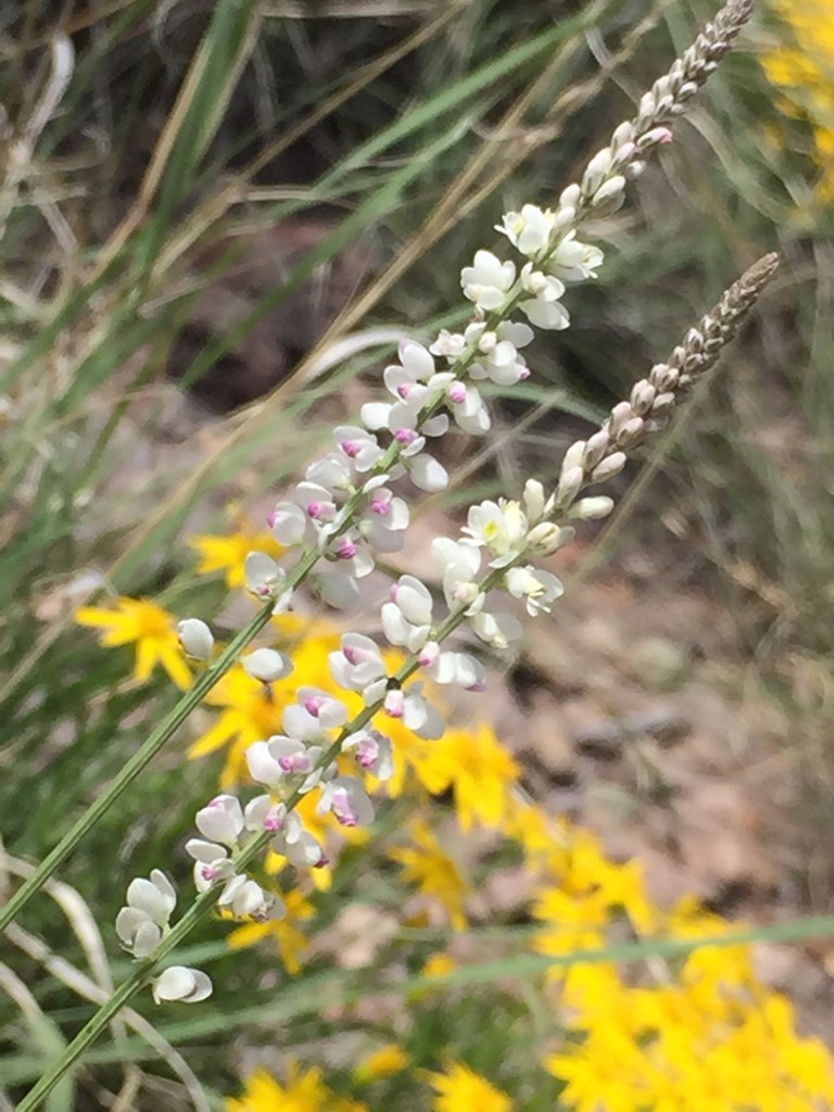 Polygala (Polygala) - PictureThis