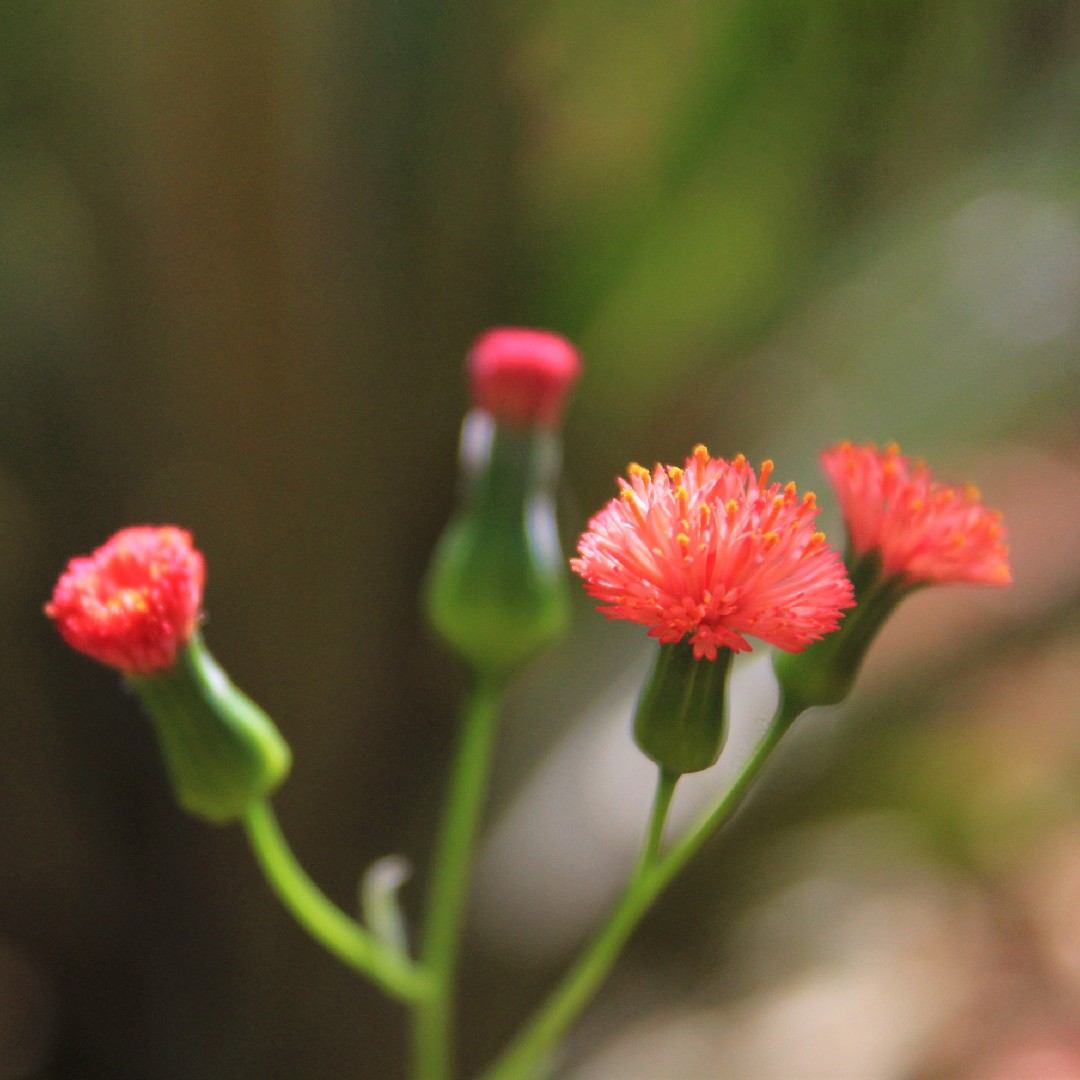 Emilia fosbergii - PictureThis