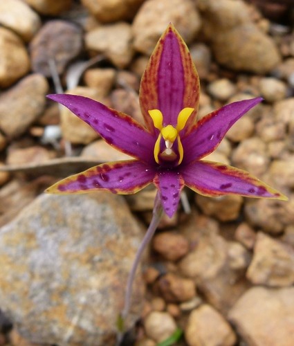 Thelymitra speciosa - PictureThis