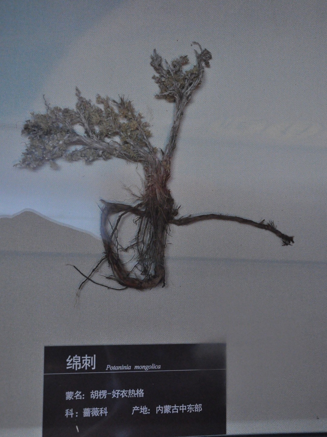 Potaninia mongolica - PictureThis