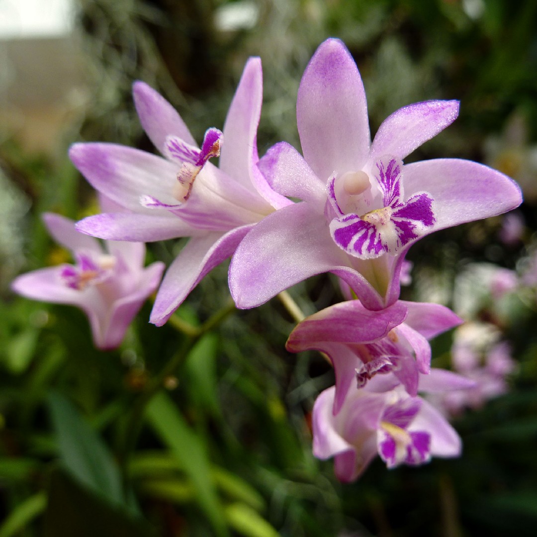 Dendrobium kingianum Care (Watering, Fertilize, Pruning, Propagation ...