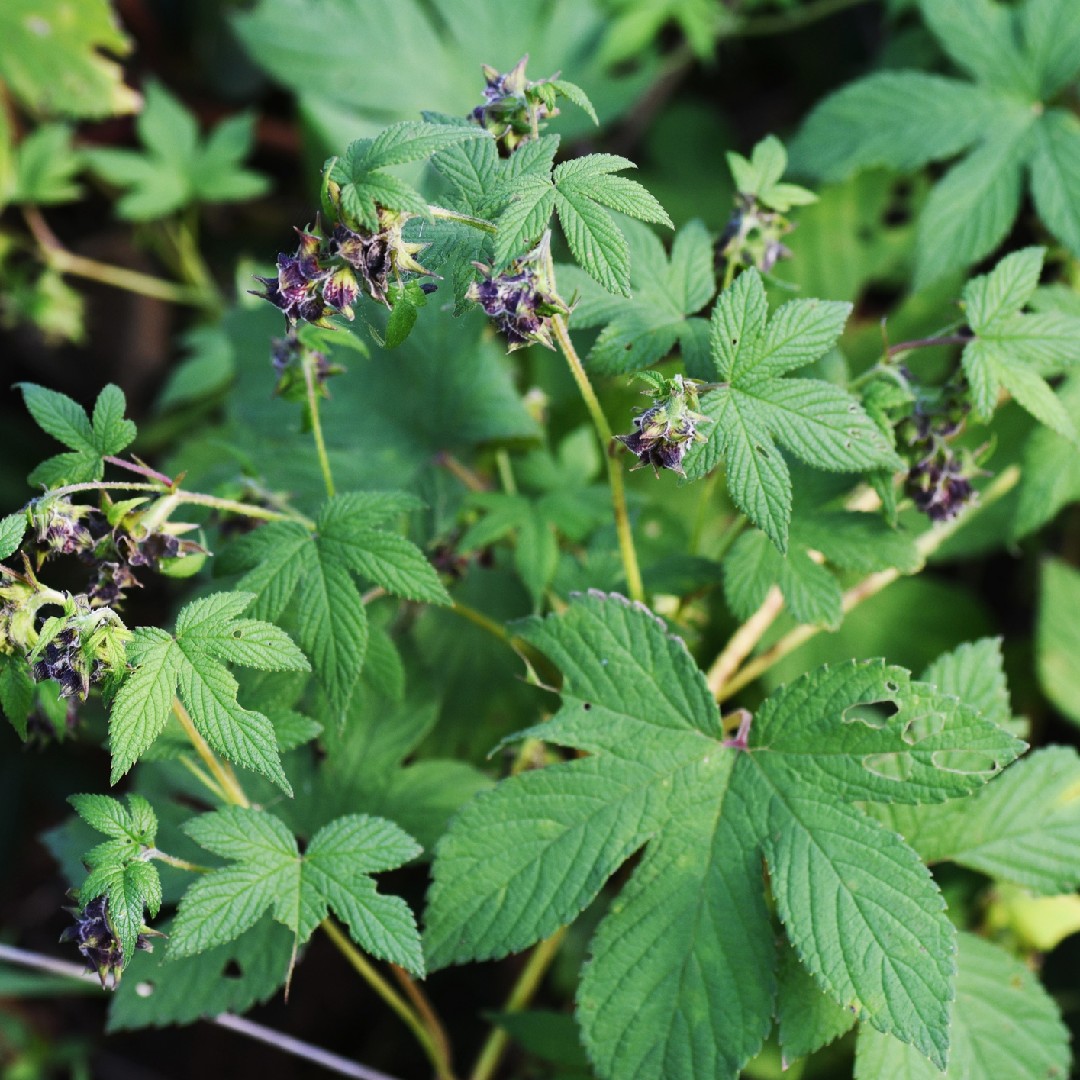 Humulopsis scandens 花言葉，学名，よくある質問 - PictureThis