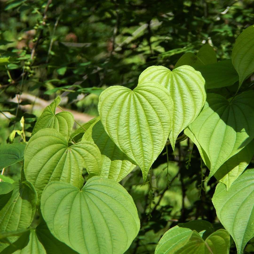 Onde é inhame selvagem nativo? - PictureThis