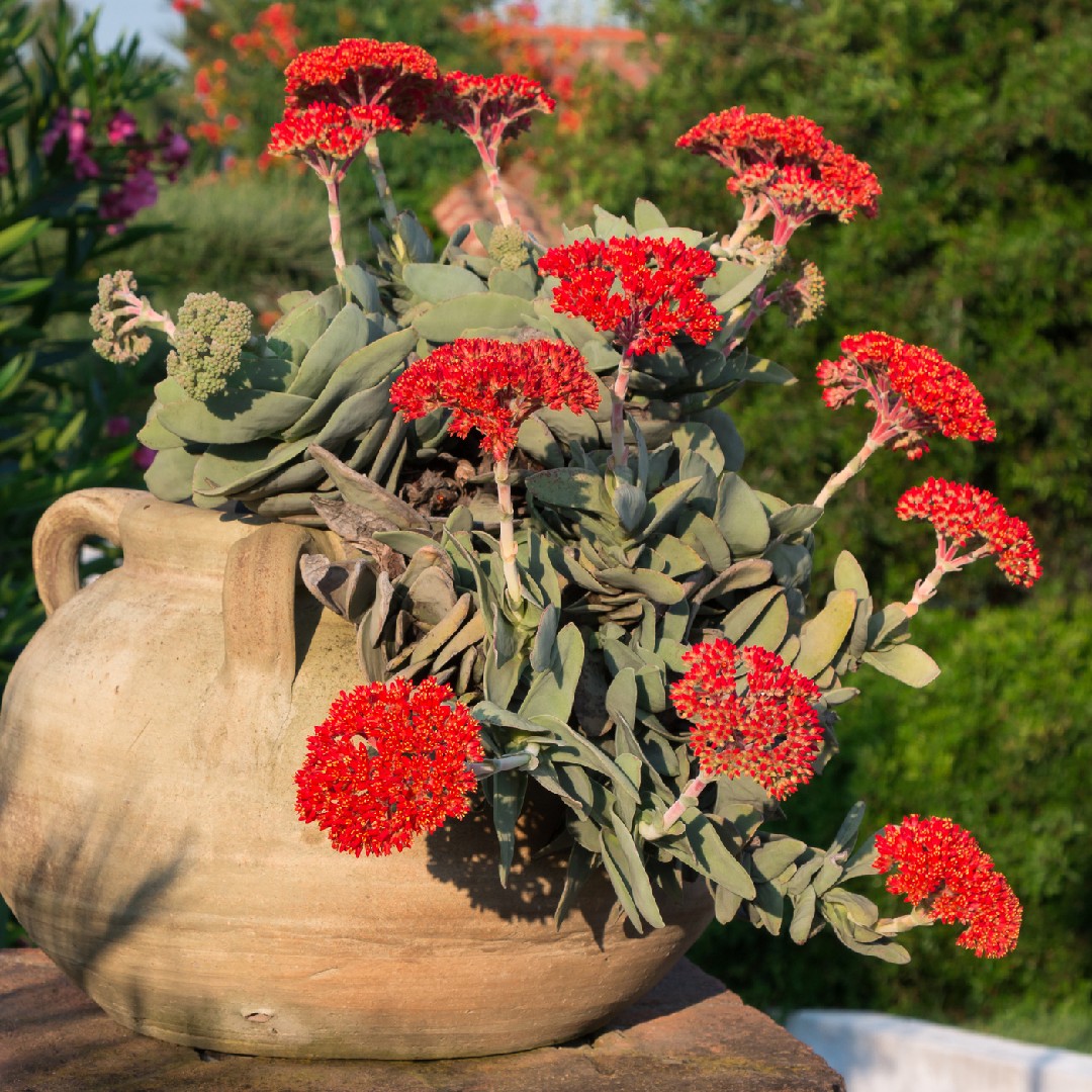 Crassula (Crassula) - PictureThis