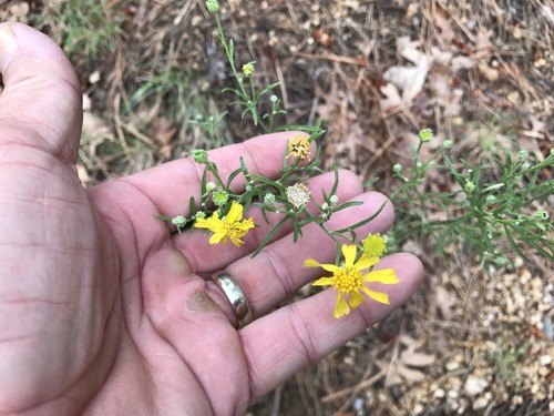 Hymenoxys cooperi - PictureThis