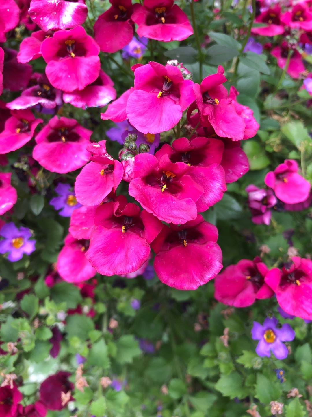 Bride's saddle (Diascia rigescens) Flower, Leaf, Care, Uses - PictureThis