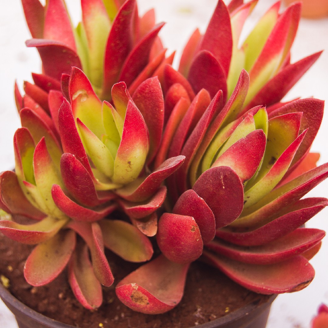 Crassula capitella (Crassula capitella) - PictureThis