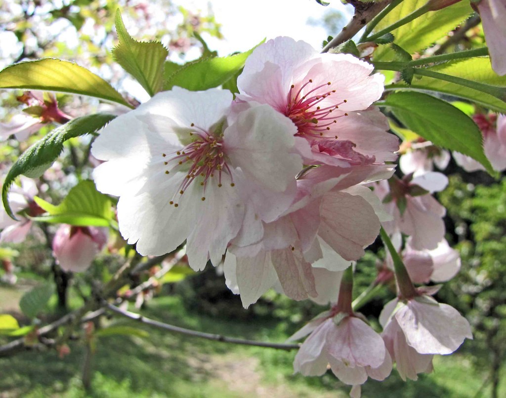 Prunus sieboldii - PictureThis