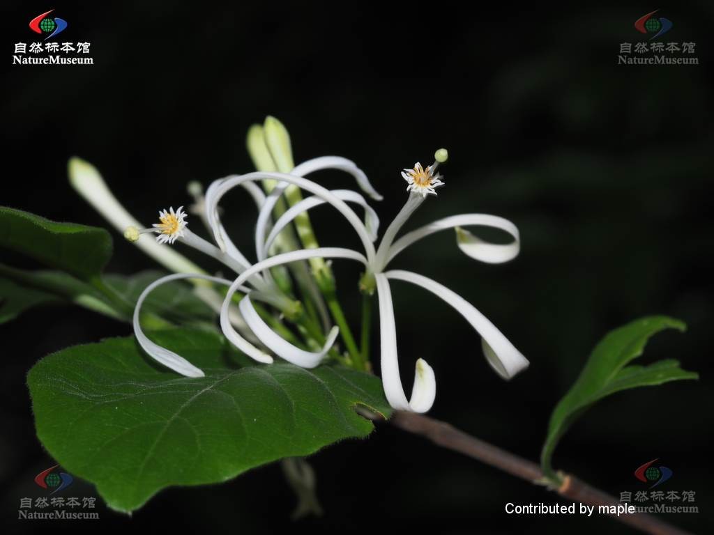 Turraea pubescens - PictureThis