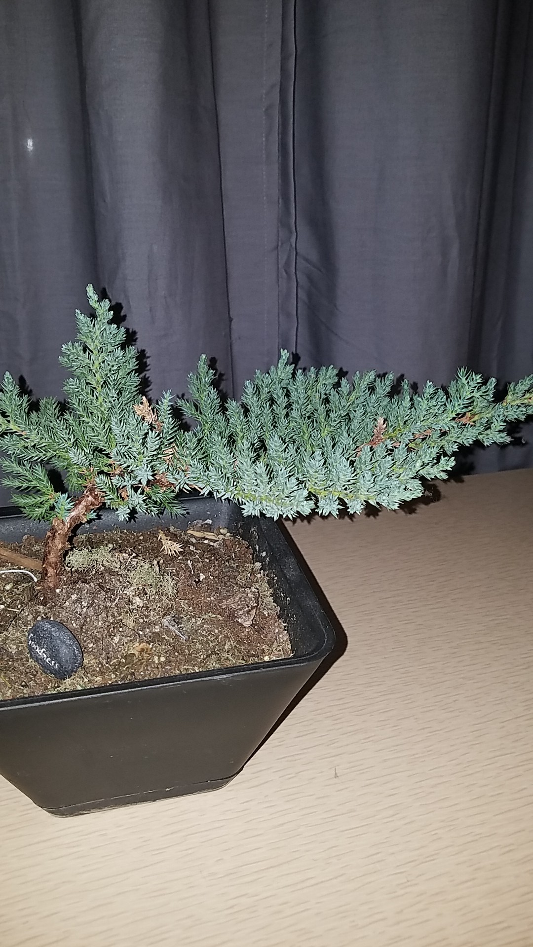 Juniperus procumbens 'Nana' Flower, Leaf, Uses - PictureThis