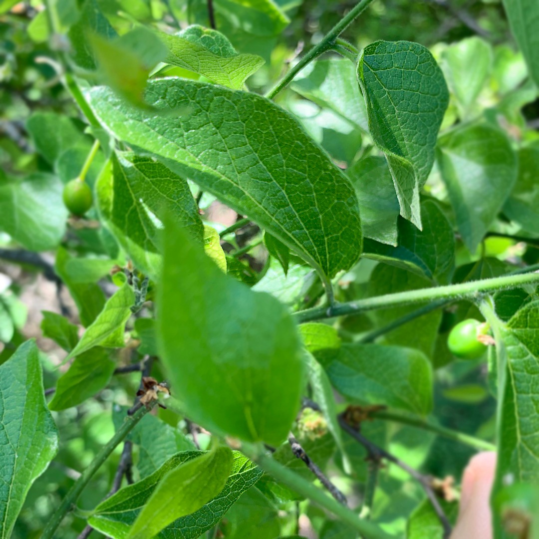 Celtis laevigata var. reticulata - PictureThis