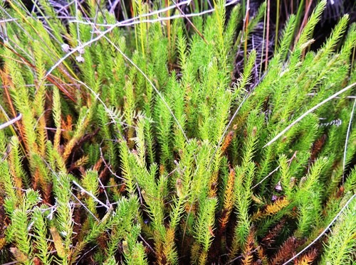 Lateristachys lateralis - PictureThis