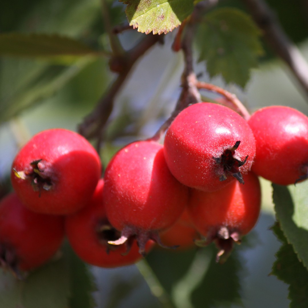 Crataegus pruinosa - PictureThis
