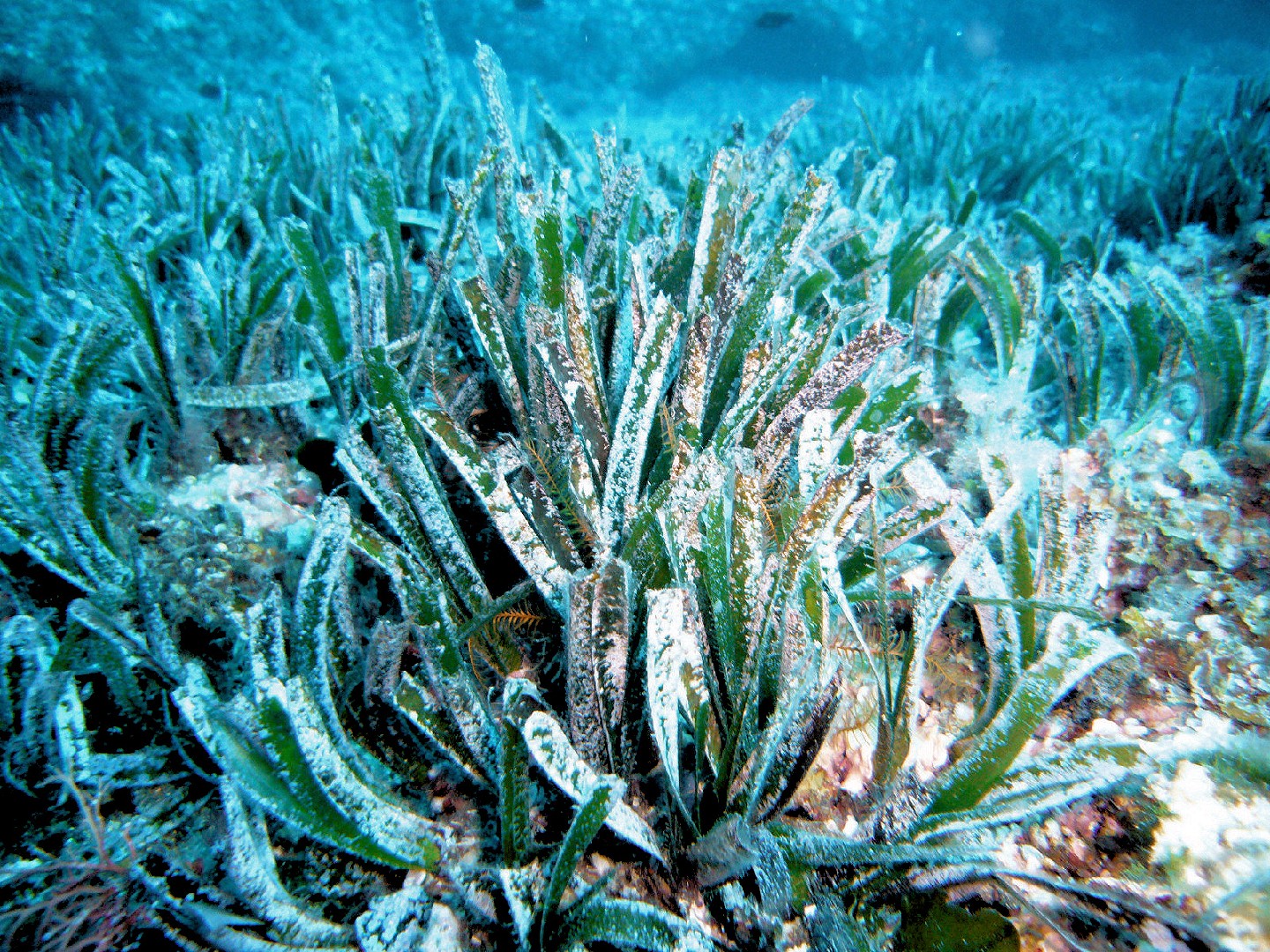 Seagrass (Posidonia) Flower, Leaf, Uses - PictureThis