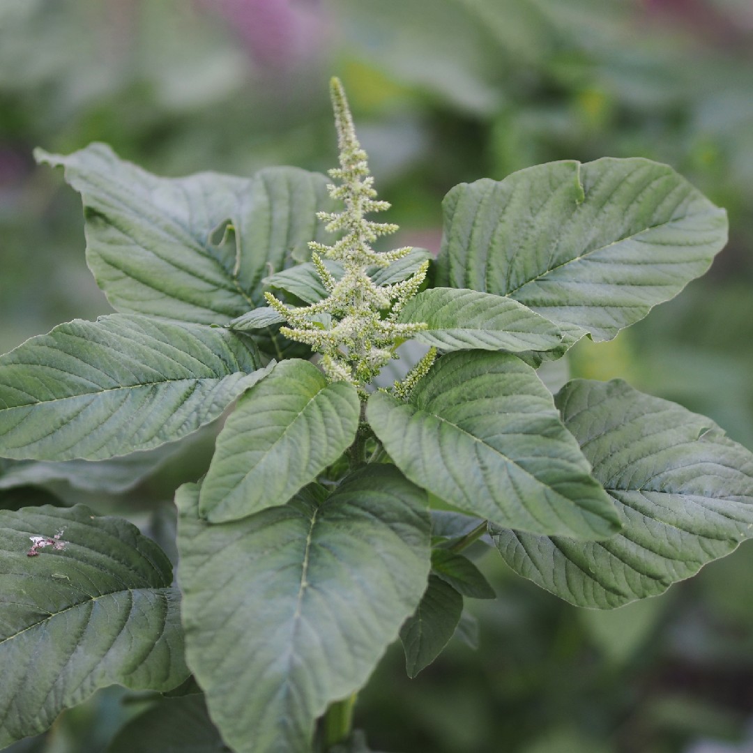 Amaranthus viridis - PictureThis