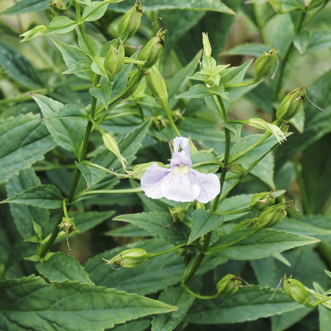 Mimulus ringens - PictureThis