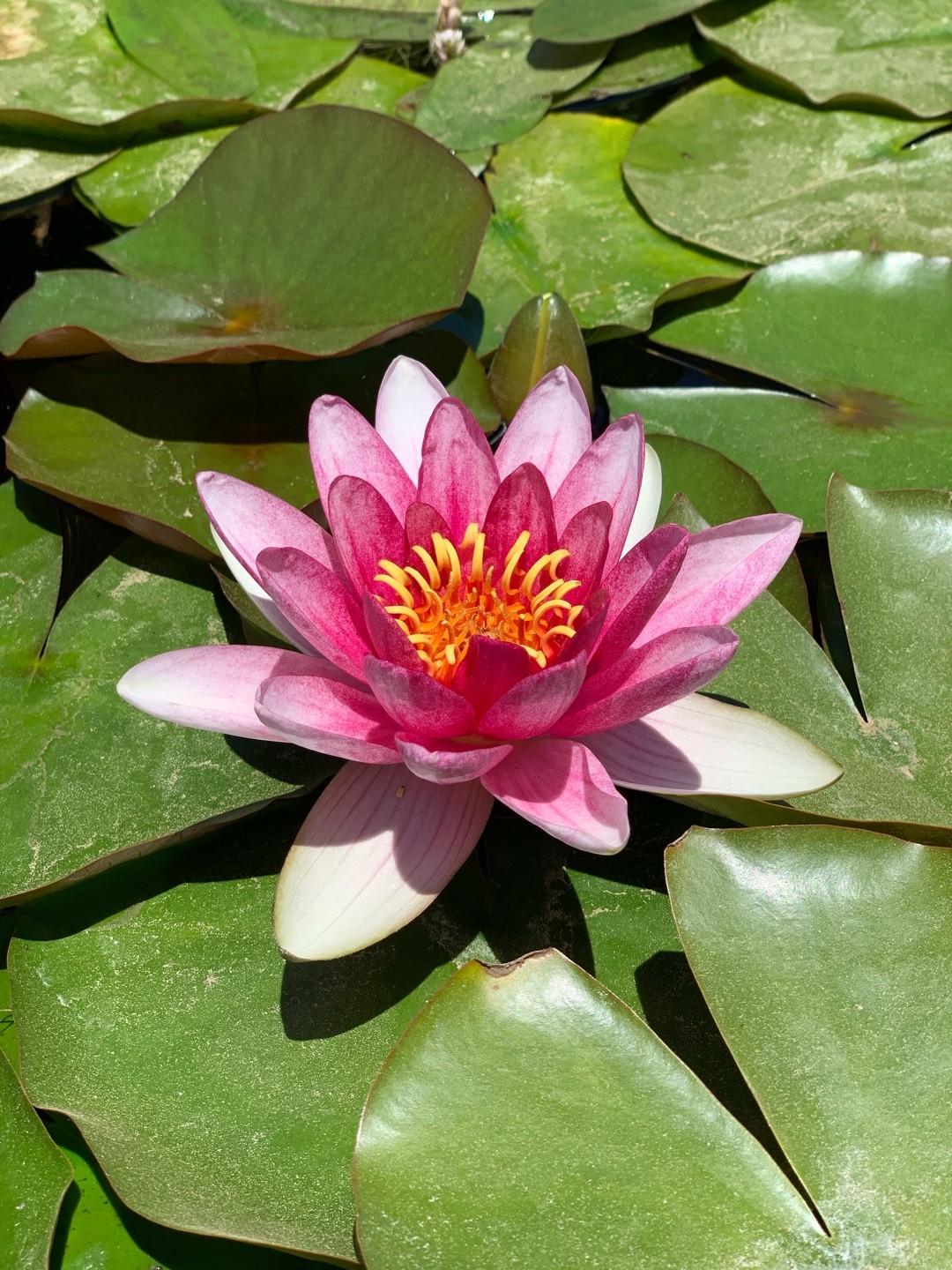 Nymphaea 'Attraction' - PictureThis