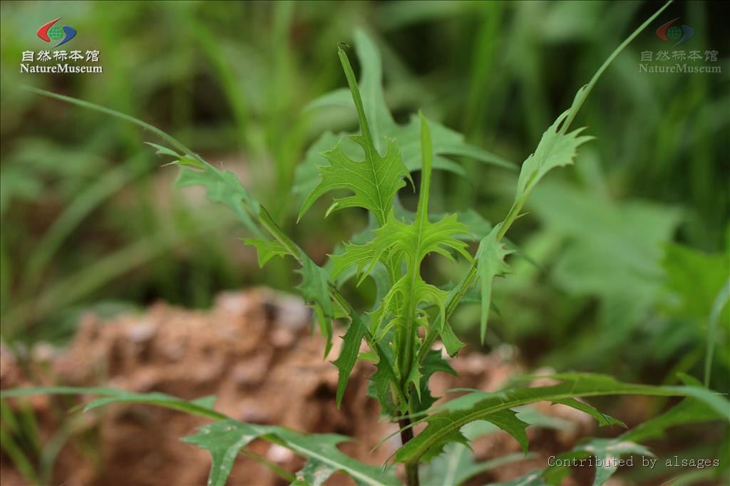 Indian lettuce (Lactuca indica) Flower, Leaf, Care, Uses - PictureThis