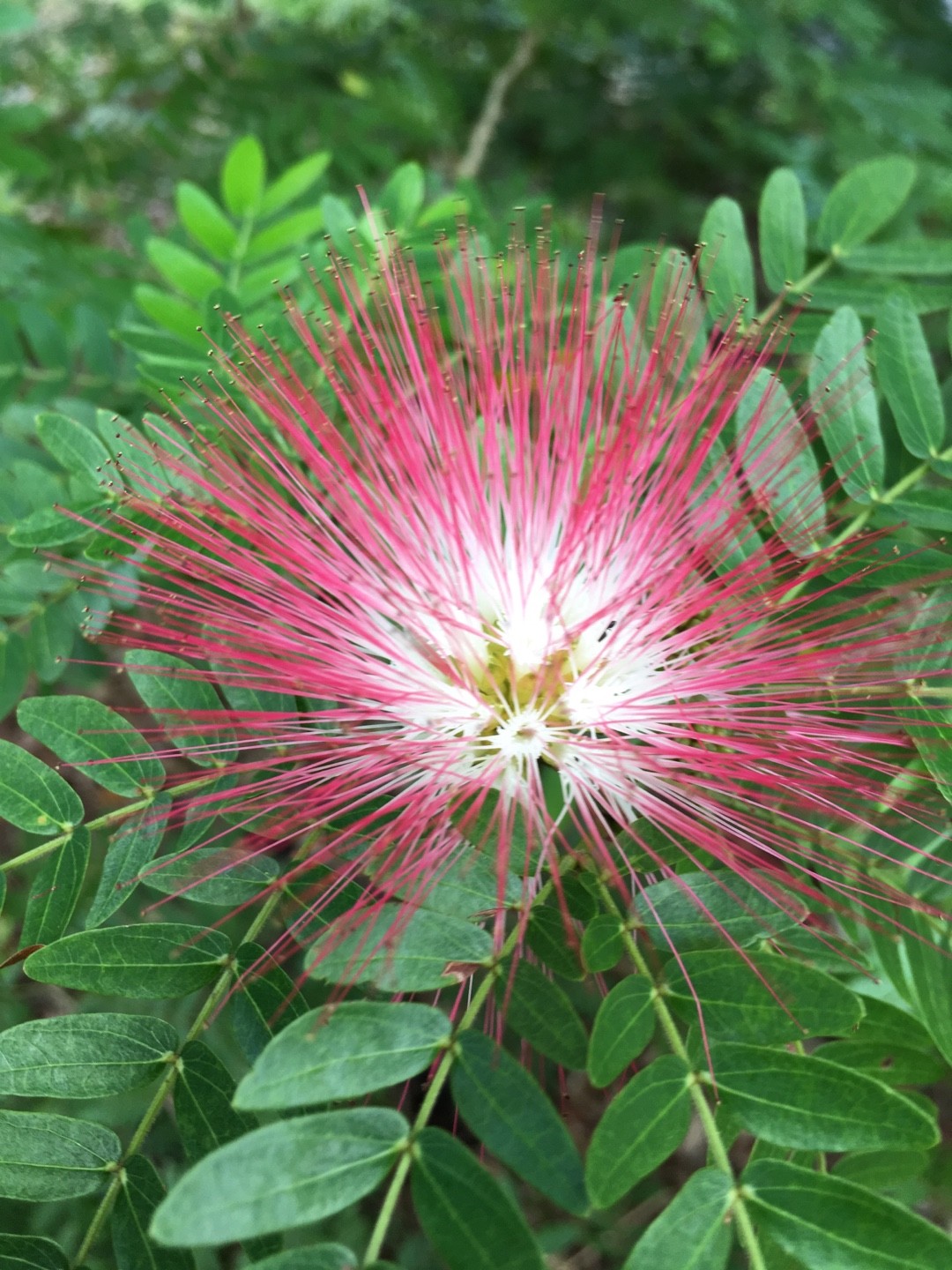 Calliandra surinamensis - PictureThis