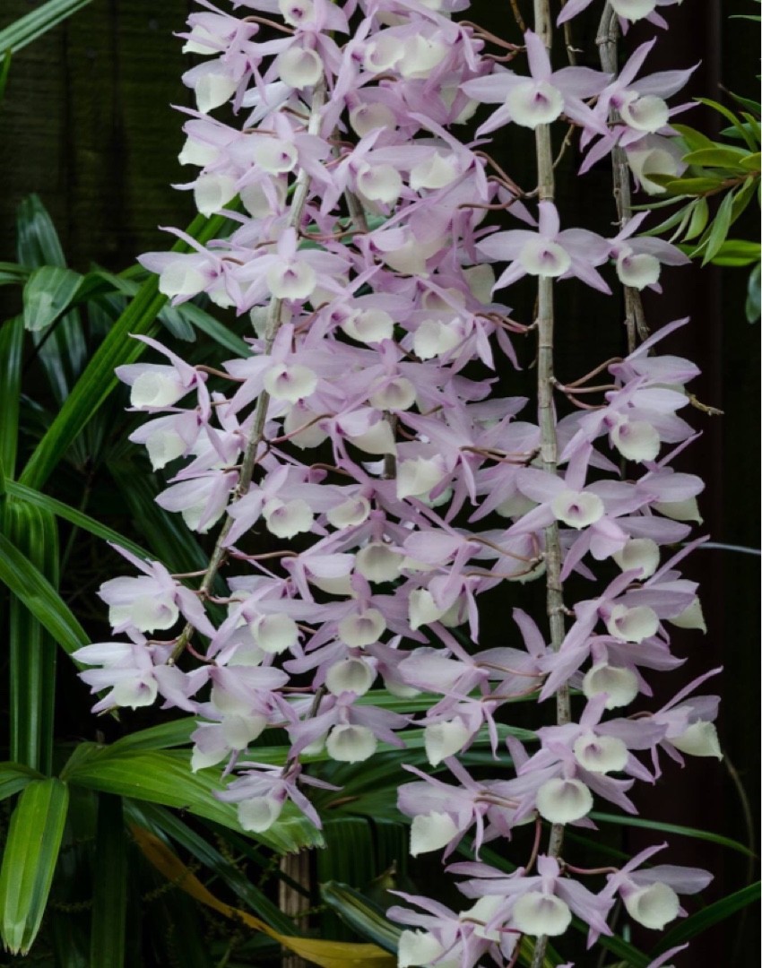 Dendrobium aphyllum 花言葉，学名，よくある質問 - PictureThis