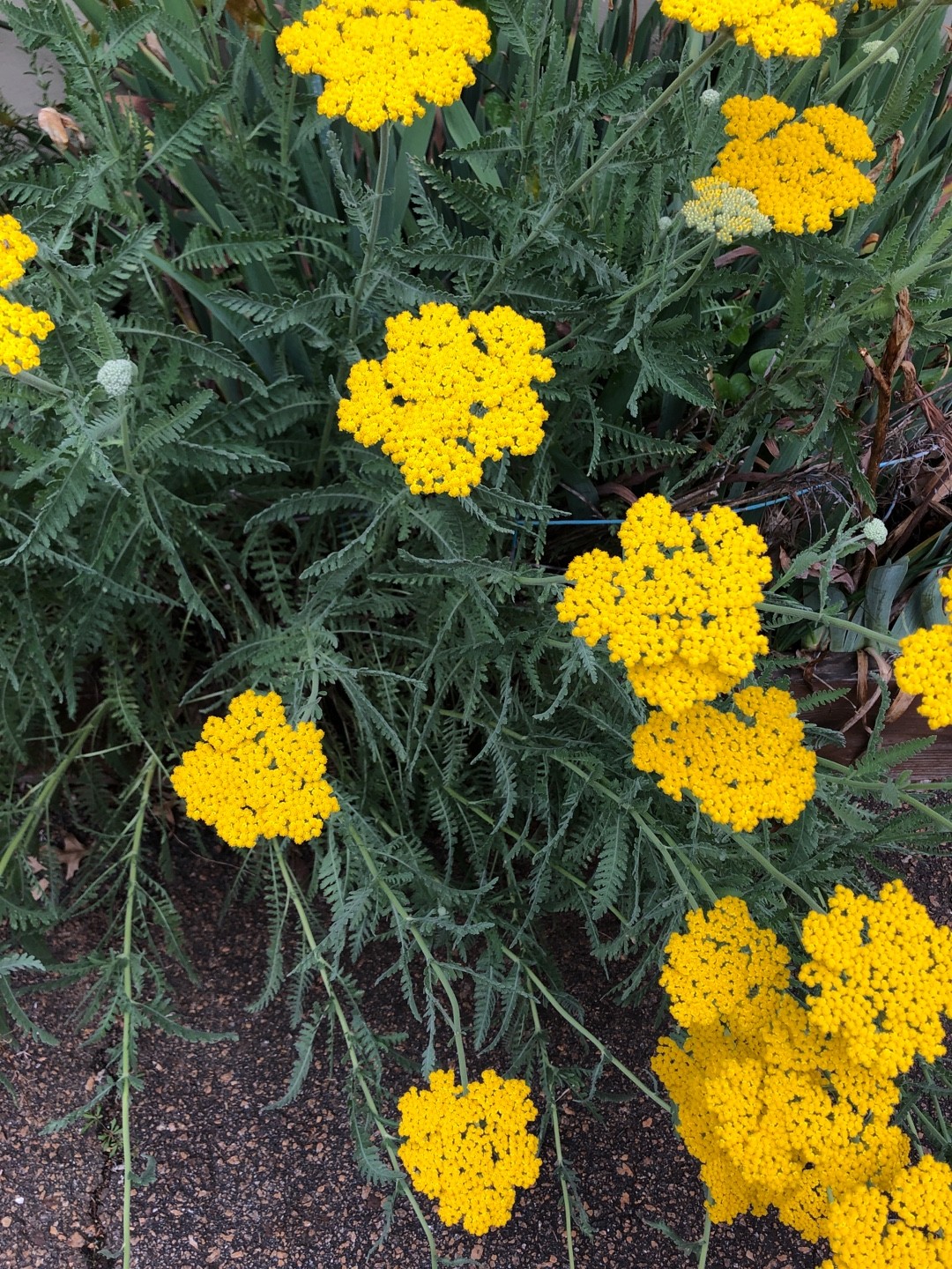 Achillea millefolium 'Moonshine' - PictureThis