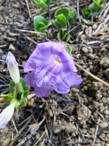 Ruellia cordata - PictureThis