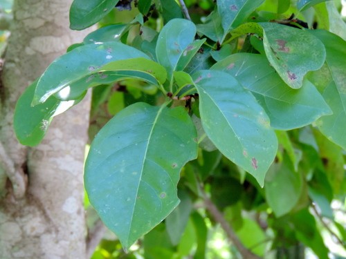 Bunchosia palmeri - PictureThis