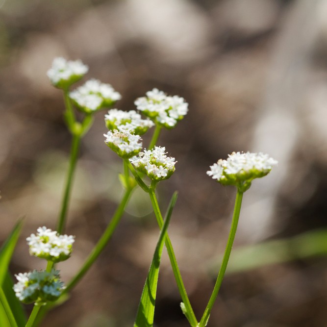 Beaked Cornsalad (Valerianella radiata) - PictureThis