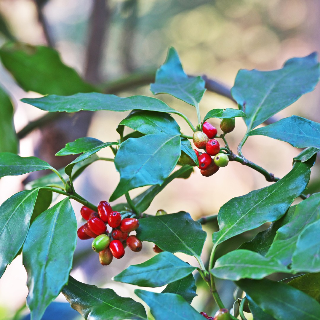 식나무 (Aucuba japonica) - PictureThis