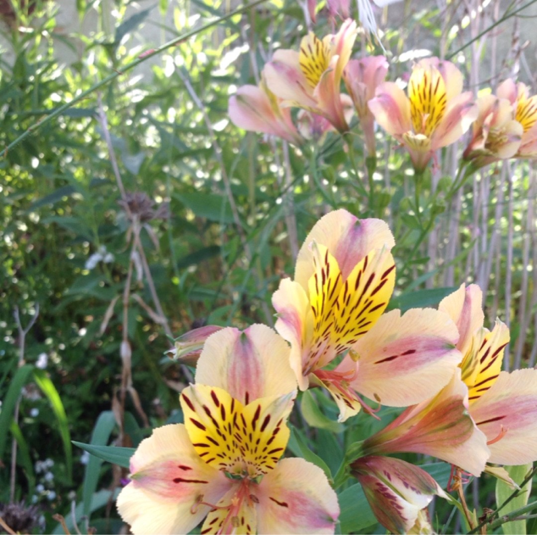 Alstroemeria Inticancha 'Sunlight' - PictureThis