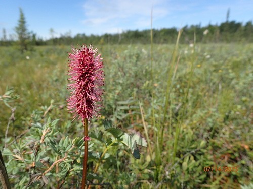 Menzies' burnet (Sanguisorba menziesii) Flower, Leaf, Uses - PictureThis