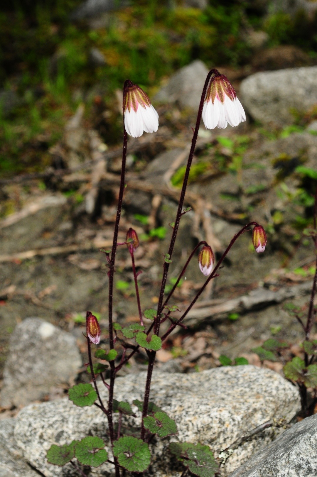 Cremanthodium rhodocephalum - PictureThis